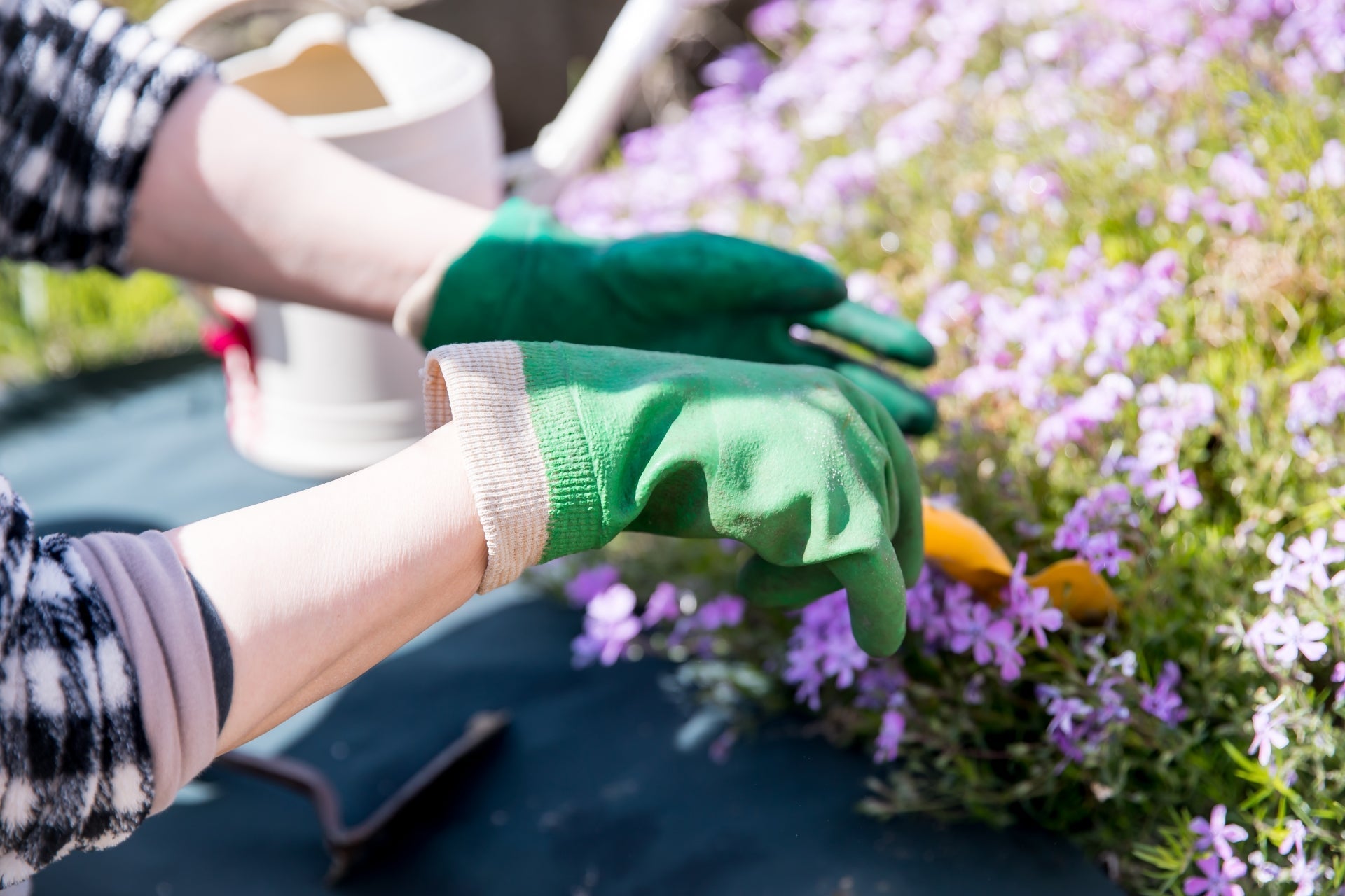 「切り戻し」とは？大切なお花をますます素敵に、園芸の基本 – TOGIBU